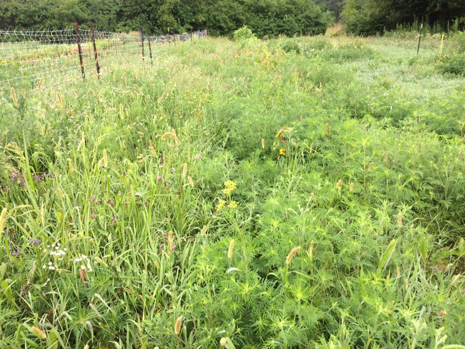 field weeds – Maple Ridge Flower Farm